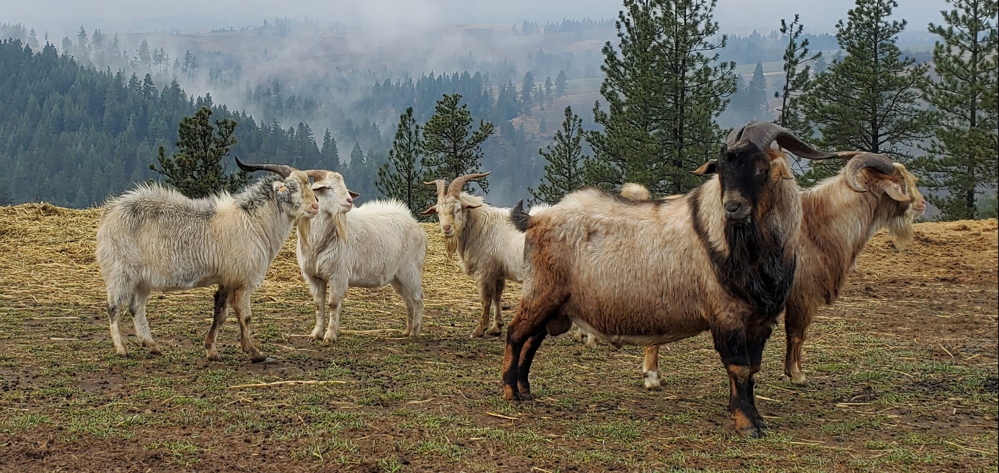 What to Look for in a Breeding Buck - Goat Journal